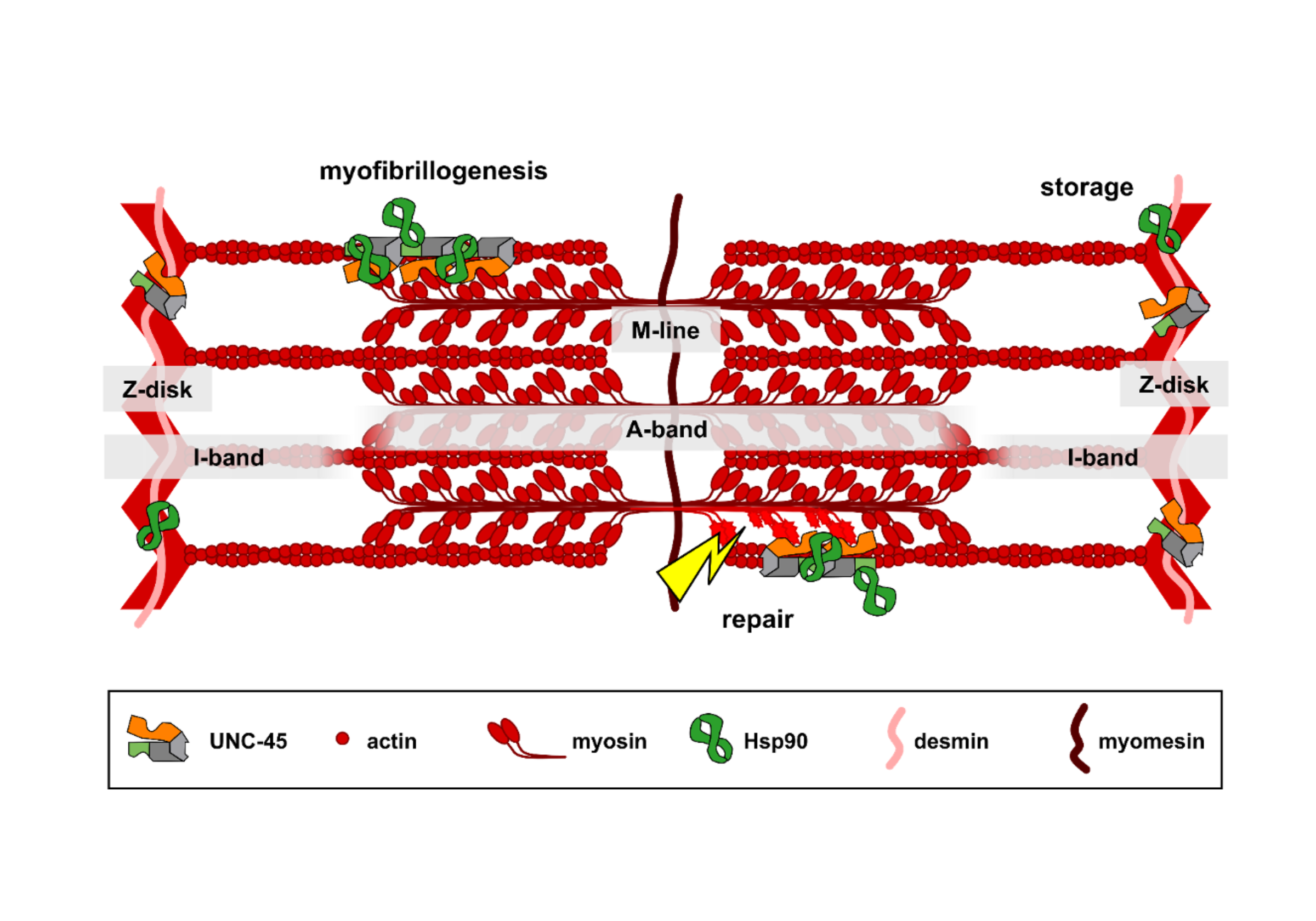 Wojciech Pokrzywa Lab | Laboratory of Protein Metabolism